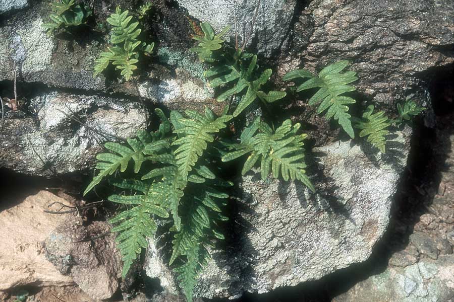 POLIPODIO: La falsa liquirizia