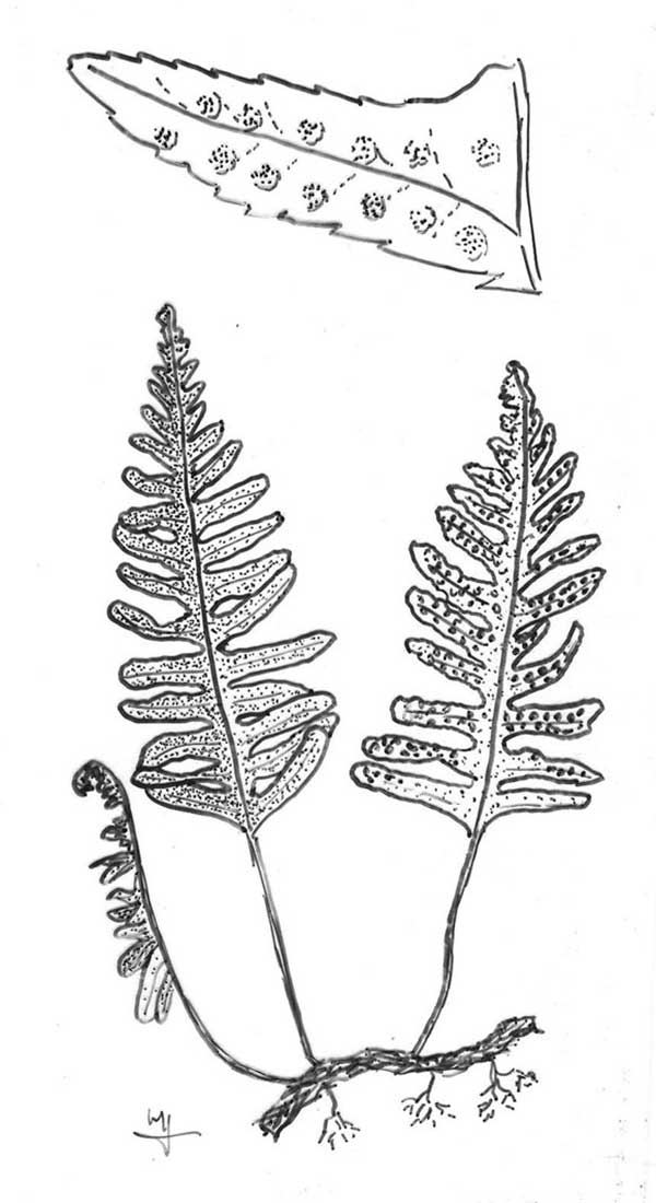 POLIPODIO: La falsa liquirizia