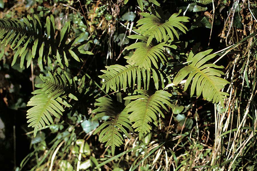 POLIPODIO: La falsa liquirizia