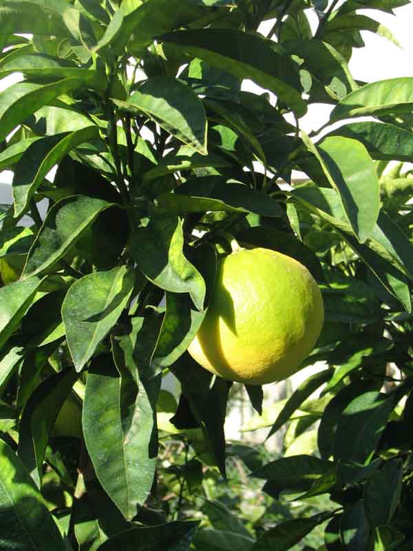 POMPELMO: Paradiso e dintorni