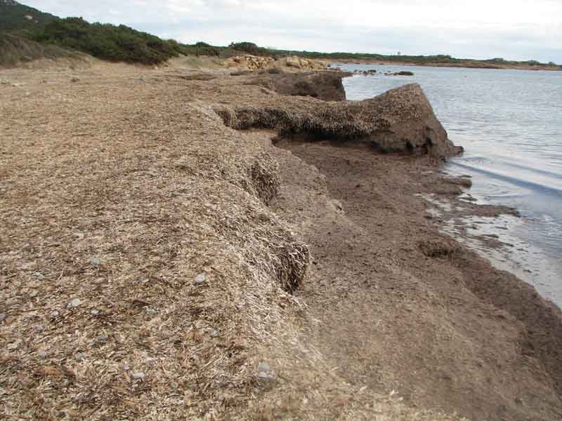 POSIDONIA: La riconquista del mare