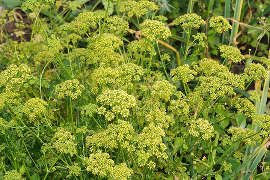 PREZZEMOLO: Il sinonimo di "dappertutto"