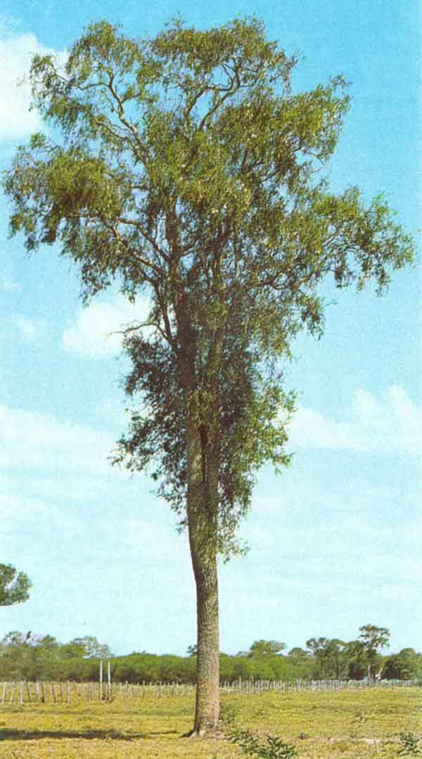 QUEBRACHO: Il legno che spacca l’ascia