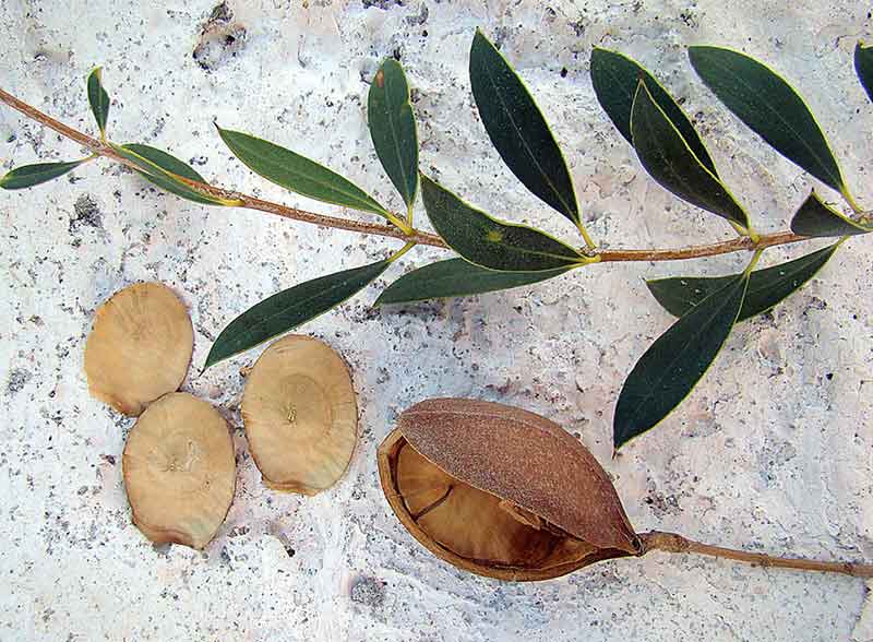 QUEBRACHO: Il legno che spacca l’ascia