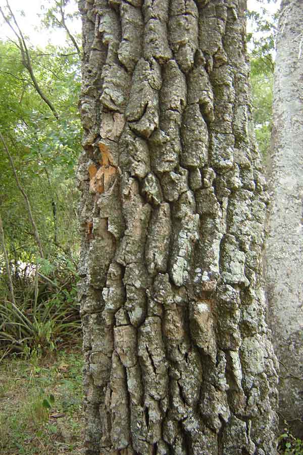 QUEBRACHO: Il legno che spacca l’ascia