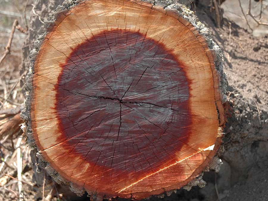 QUEBRACHO: Il legno che spacca l’ascia