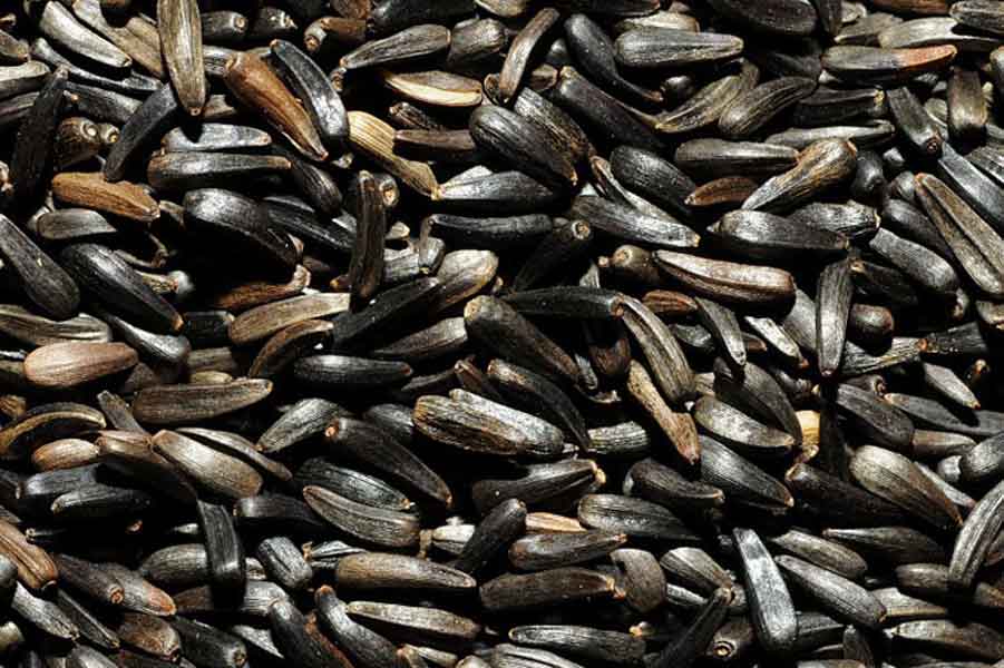 RAMTIL: Il cardo più amato dai cardellini