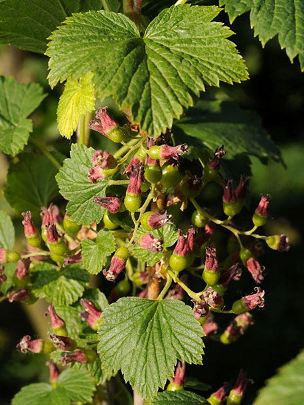 RIBES NERO: Un aperitivo in Borgogna