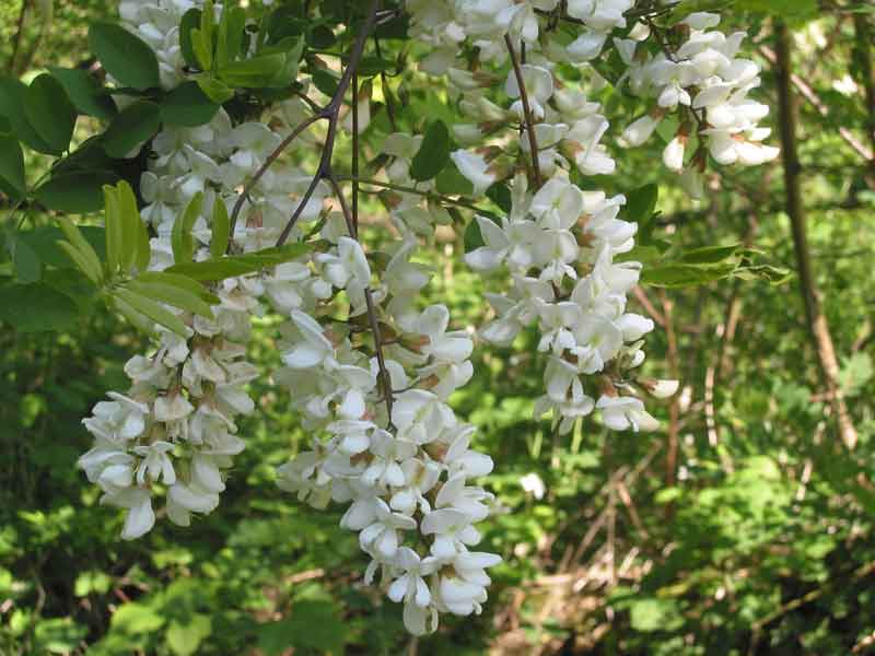 ROBINIA: La naturalizzata