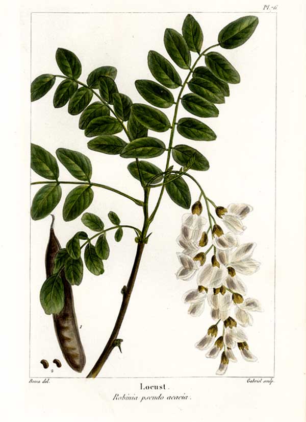 ROBINIA: Una utile invadente