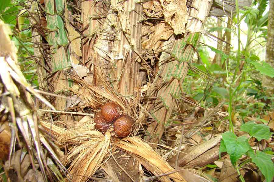 SALACCA: Il frutto del serpente