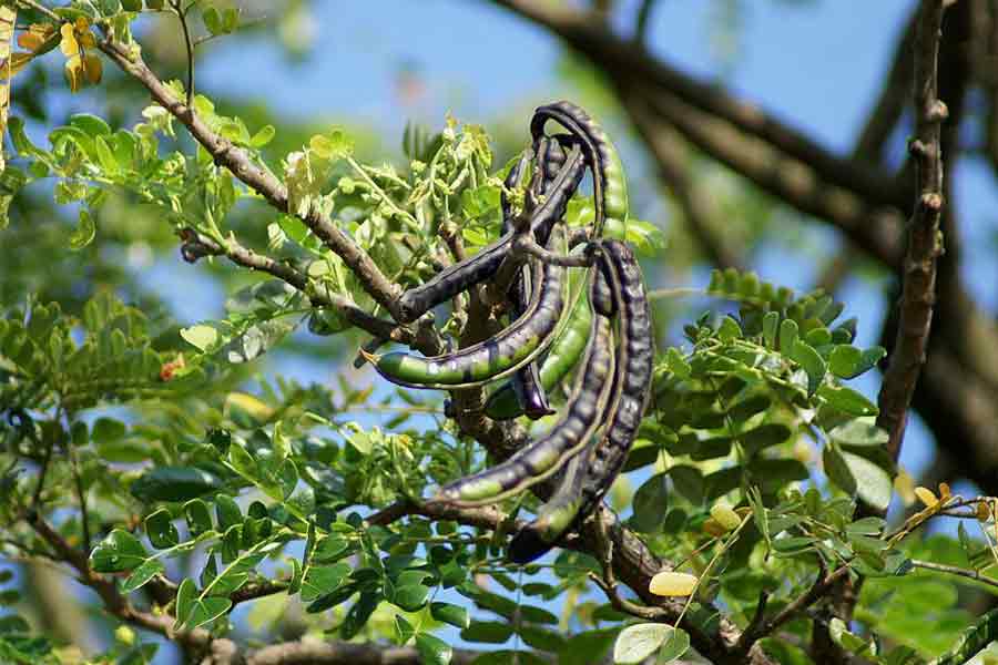 SAMAN: L’albero della pioggia