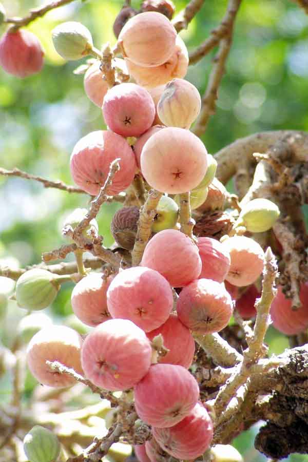 SICOMORO: La pianta disgiunta