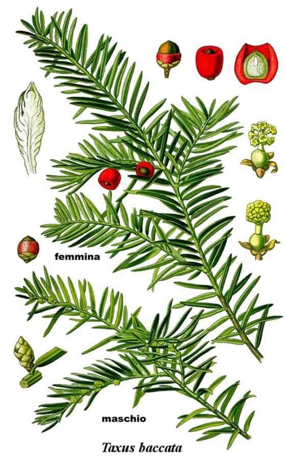 TASSO: L'albero della morte