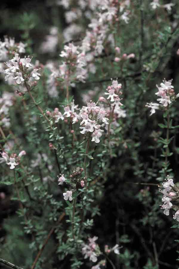 TIMO VOLGARE: Aroma di casa nostra