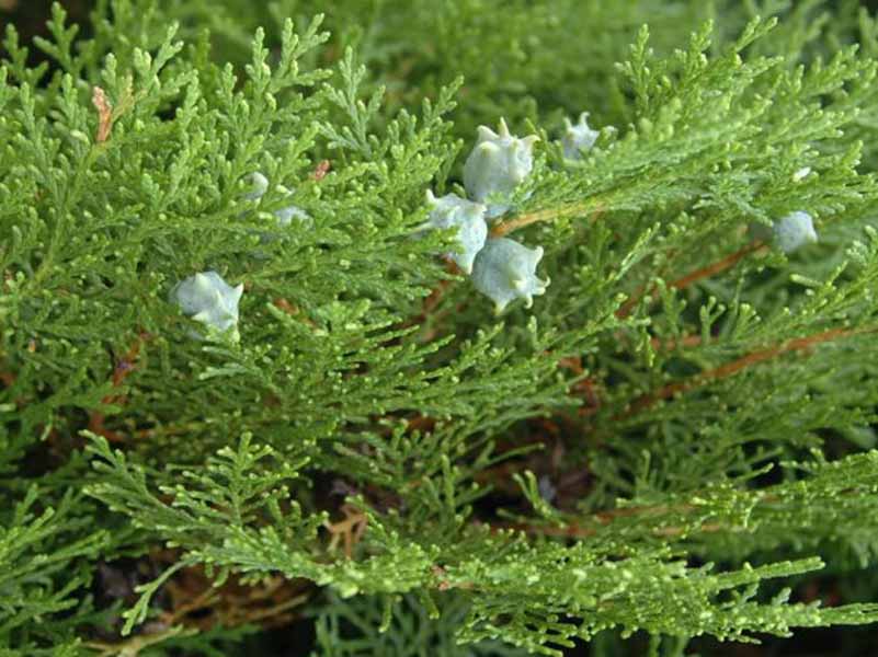 TUJA: L’albero della vita