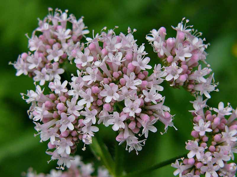 VALERIANA: Il segreto del pifferaio magico
