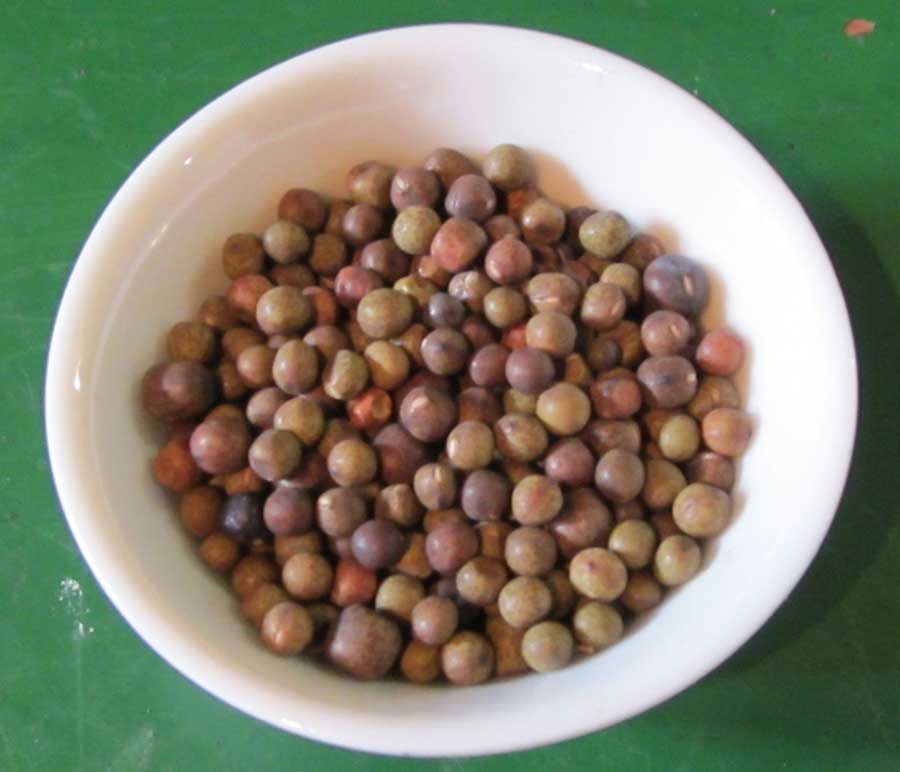 VECCIA: Una foraggera cittadina del mondo