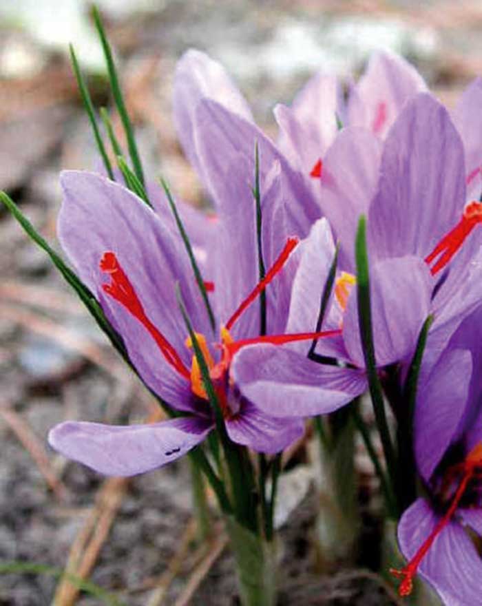 ZAFFERANO: Polvere d'oro